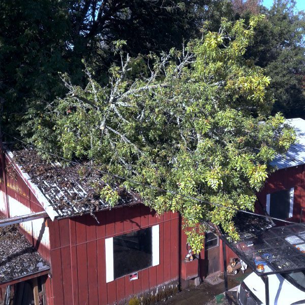 24/7 Emergency Tree Service - Salem, Oregon | Corvallis | Albany ...